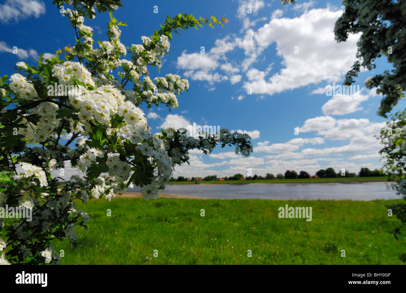 Spring landscape at the Elbe meadows in Altengamme, Hamburg, Germany ...