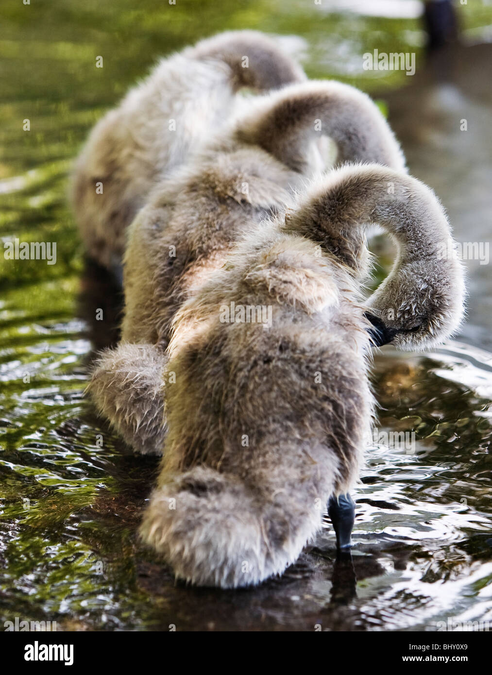 Cygnets birds hi-res stock photography and images - Alamy