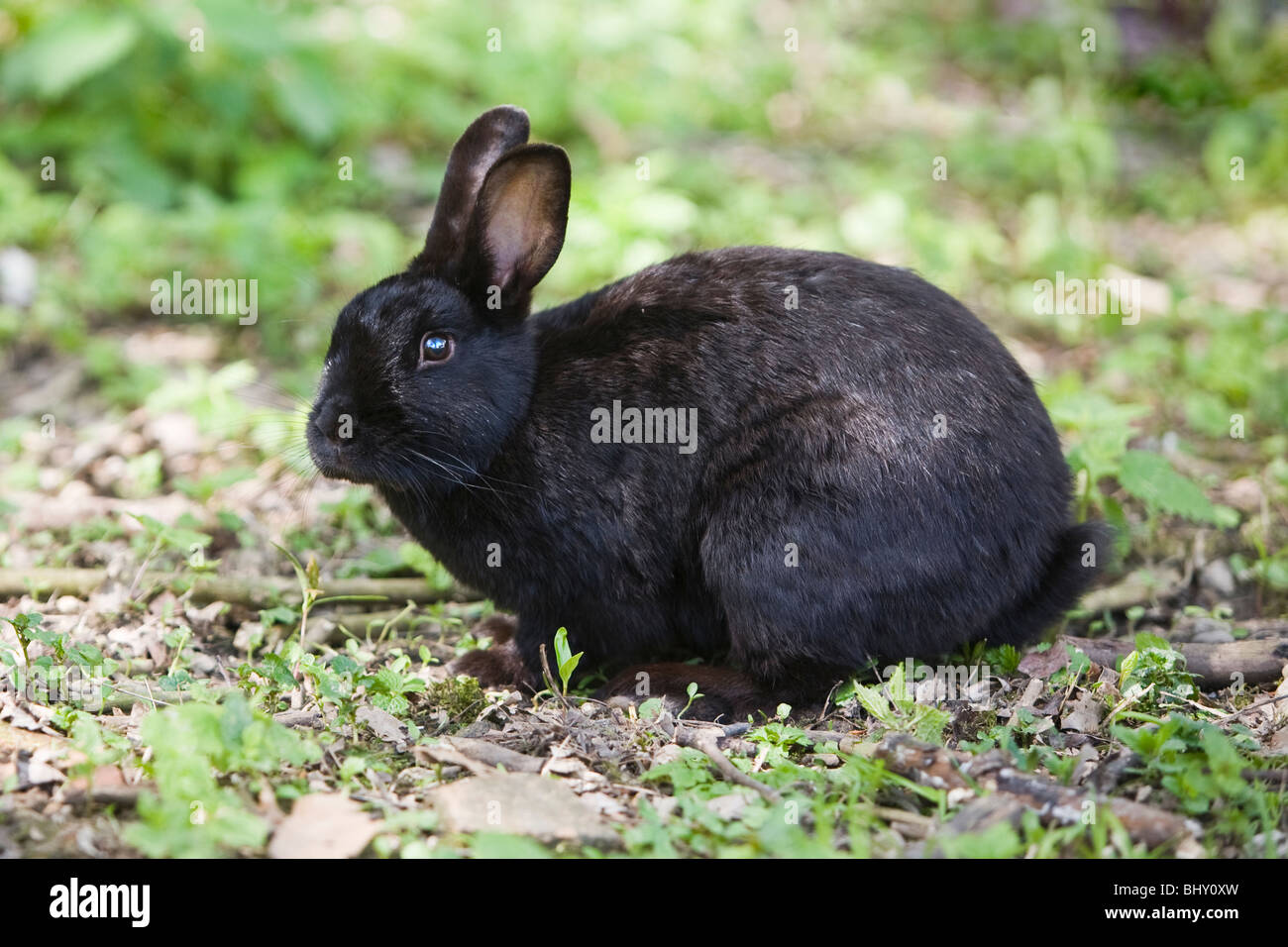 black domestic rabbit Stock Photo - Alamy