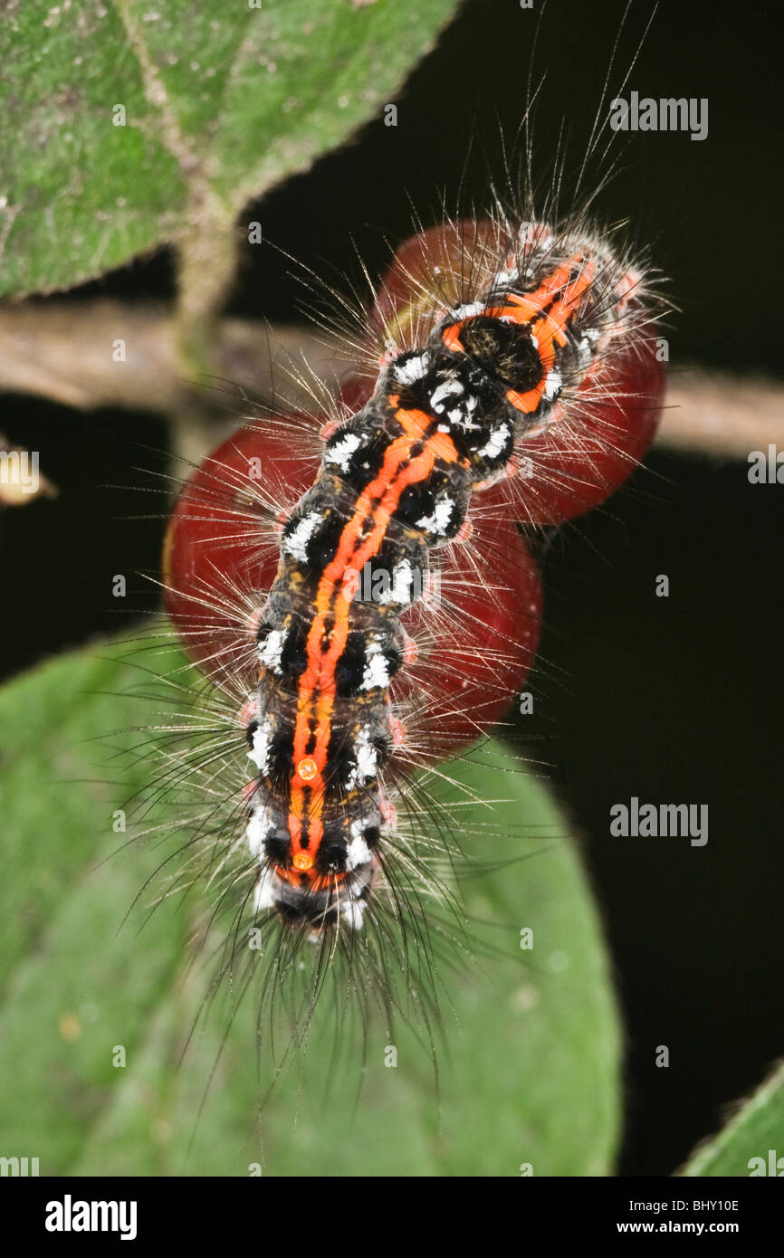grub from a tussock moth "Yellow-tail" (Euproctis similis Stock Photo ...