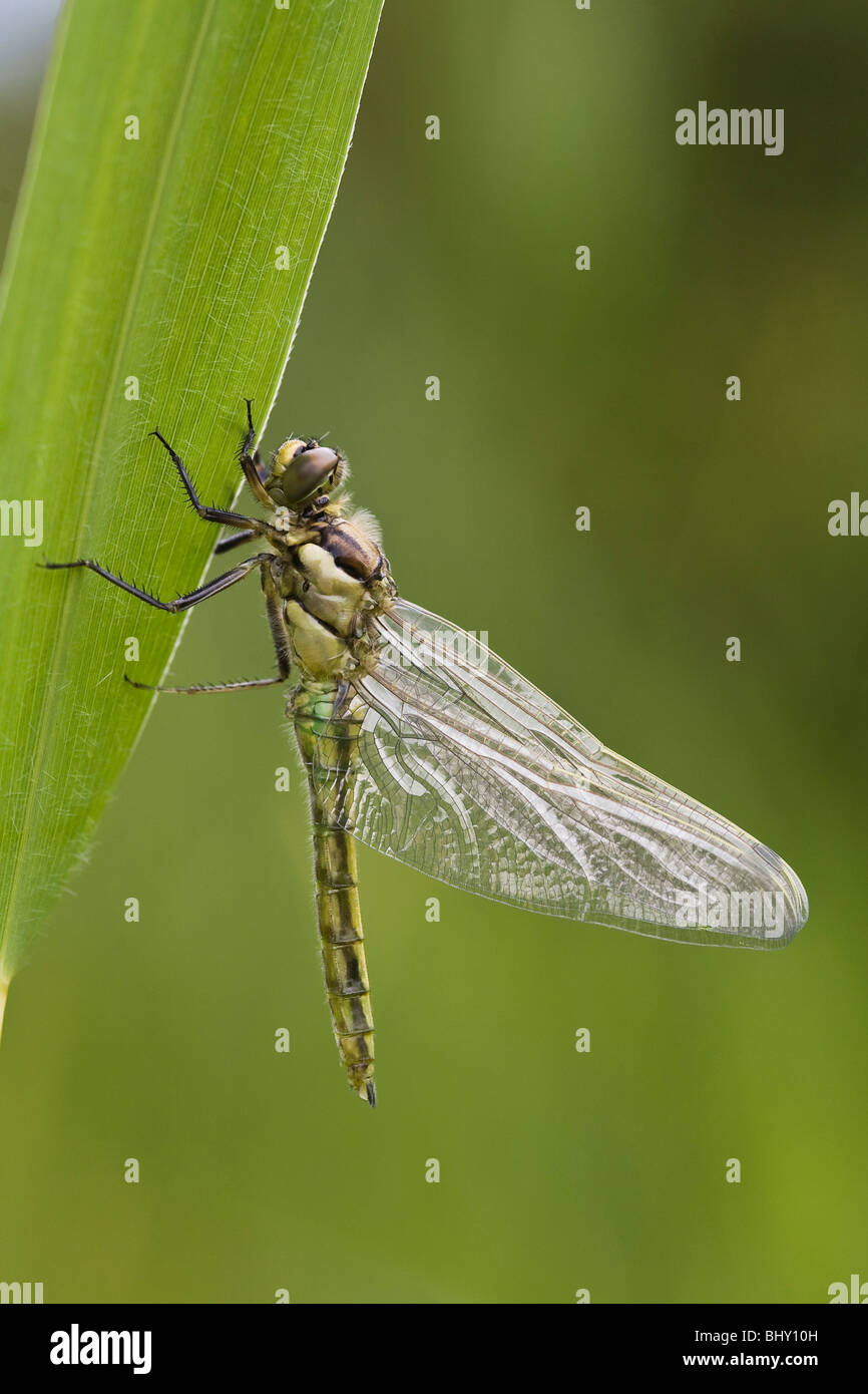 Four-spotted Chaser (Libellula quadrimaculata) comes out of its larva ...