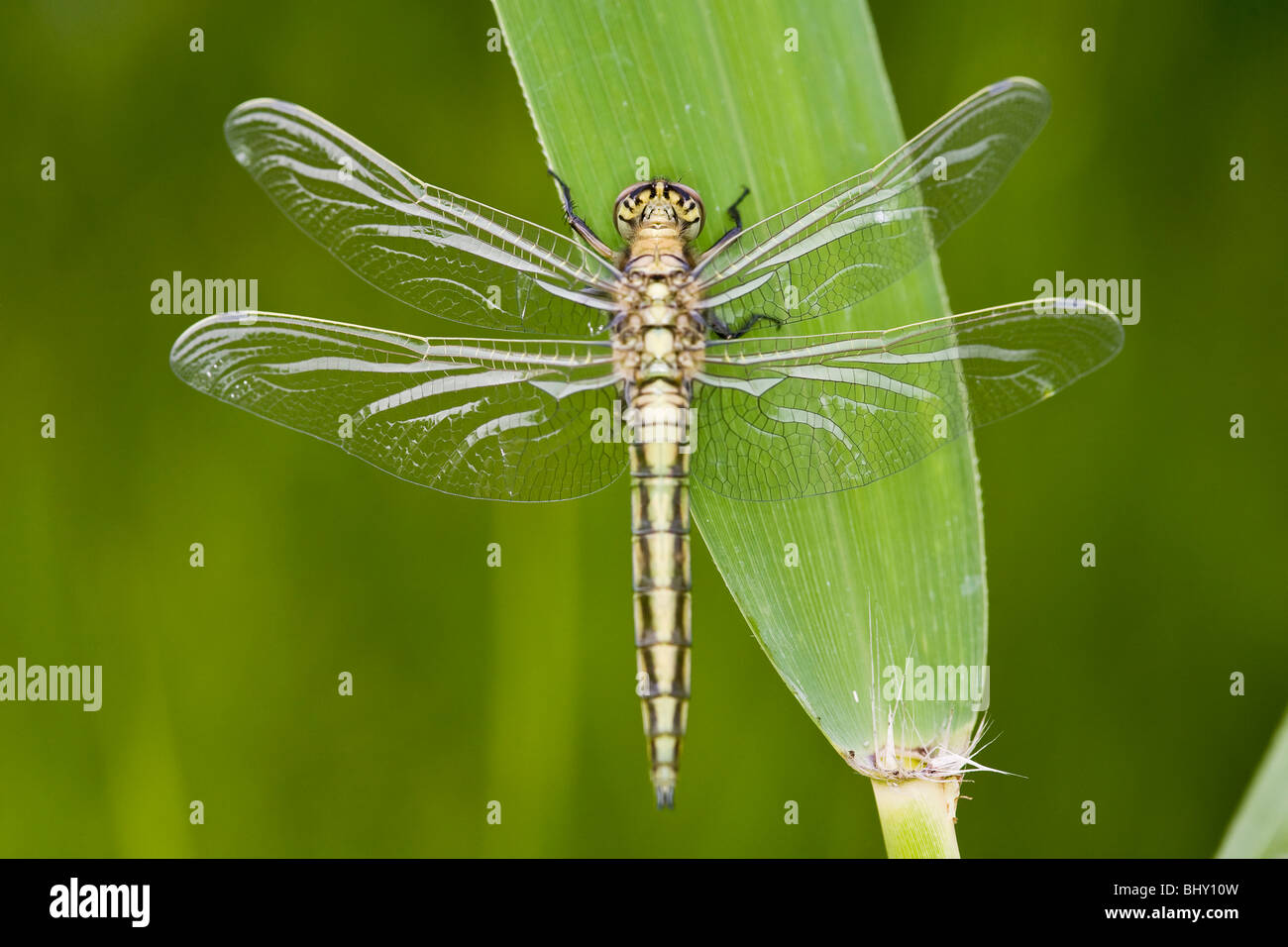 Four-spotted Chaser (Libellula quadrimaculata) comes out of its larva ...