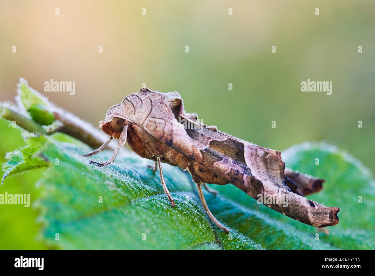 Angle Shades (Phlogophora meticulosa Stock Photo - Alamy