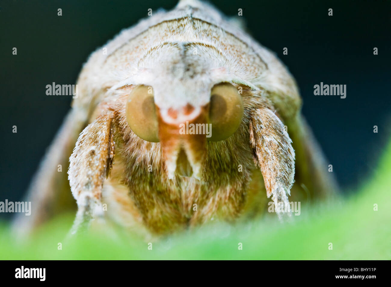 Angle Shades (Phlogophora meticulosa Stock Photo - Alamy