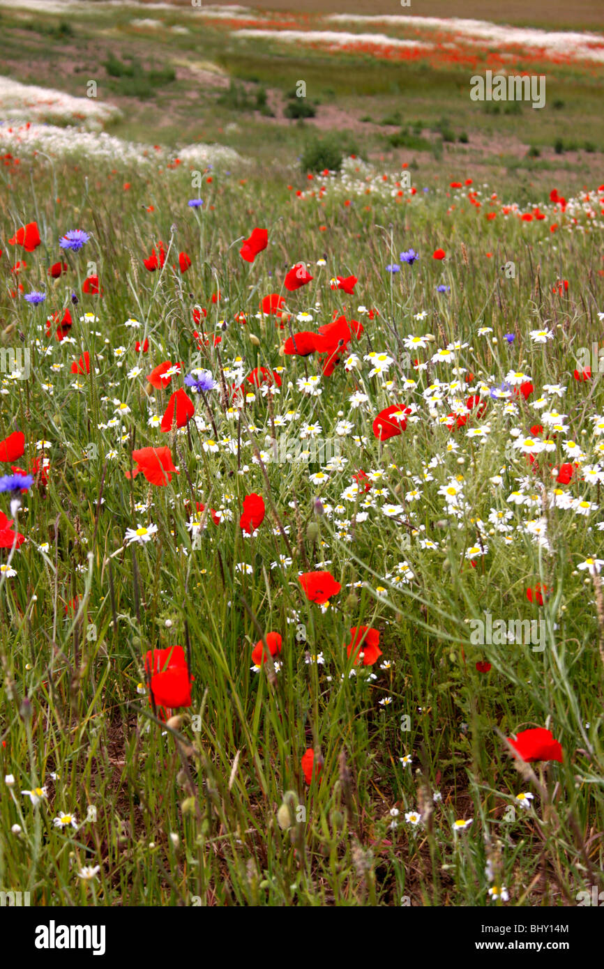 English wild flower hi-res stock photography and images - Alamy