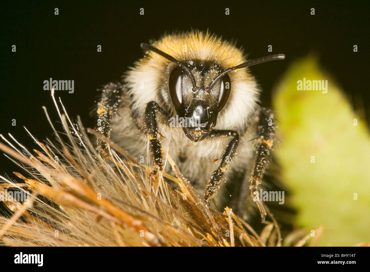 Bumble Bees (Bombus Stock Photo - Alamy