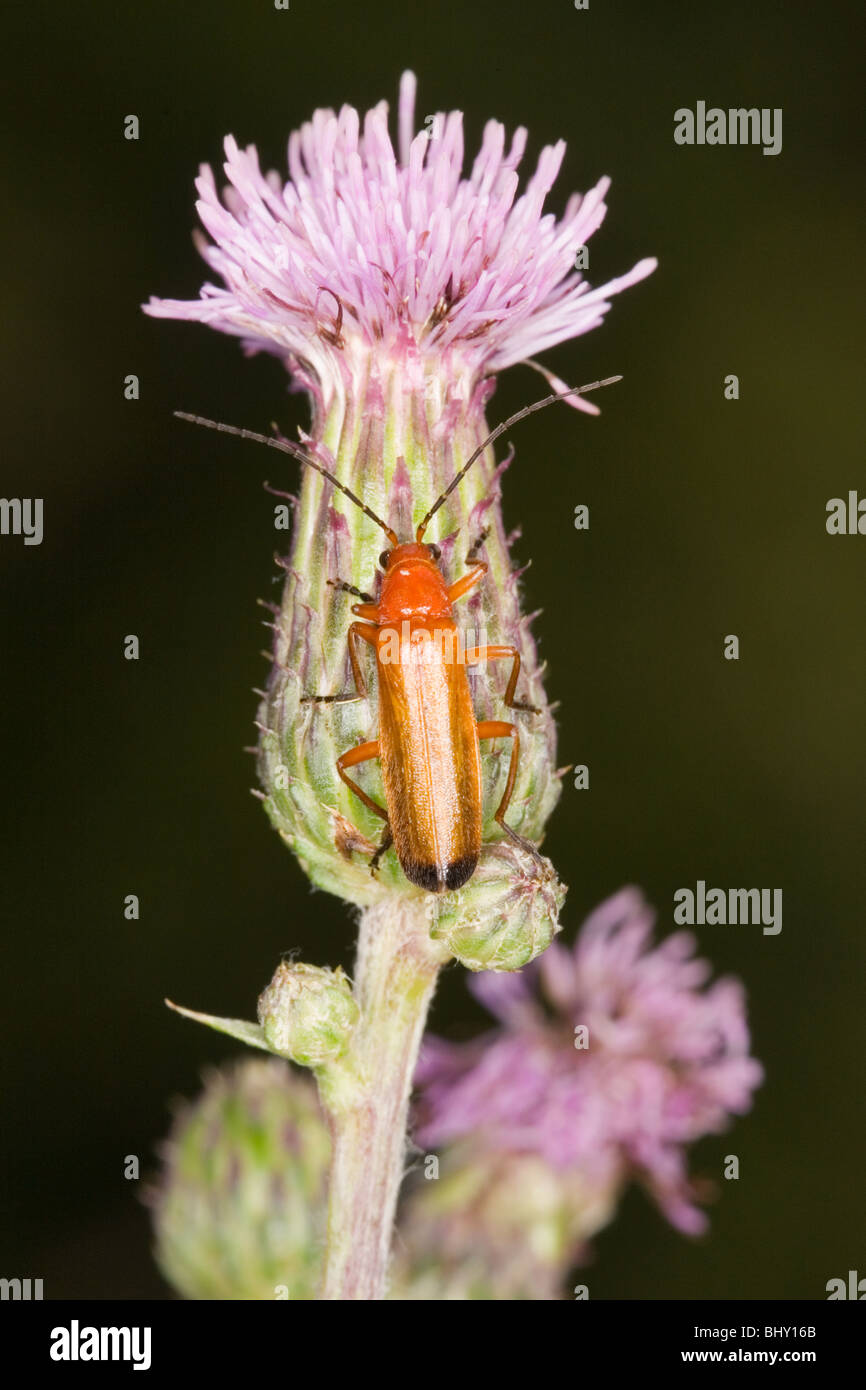 Common red soldier beetle (Rhagonycha fulva Stock Photo - Alamy