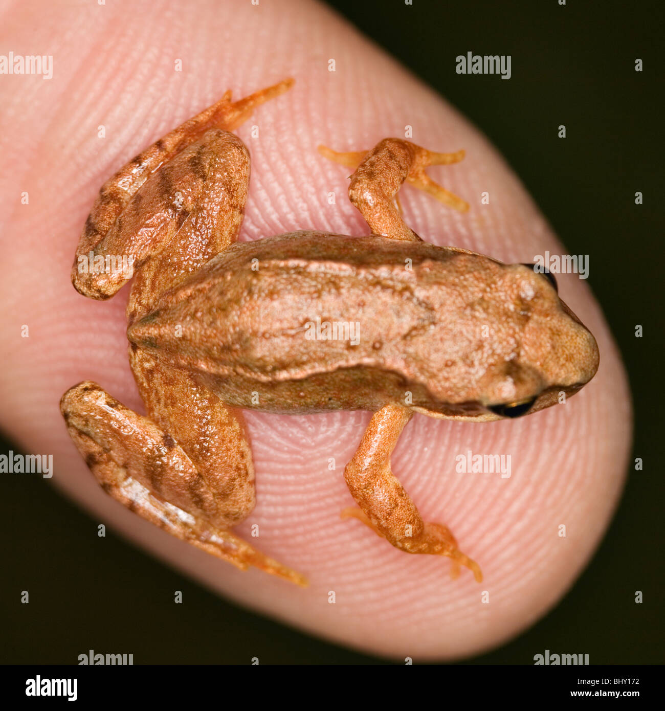 grass frog (Rana temporaria) young animal Stock Photo - Alamy