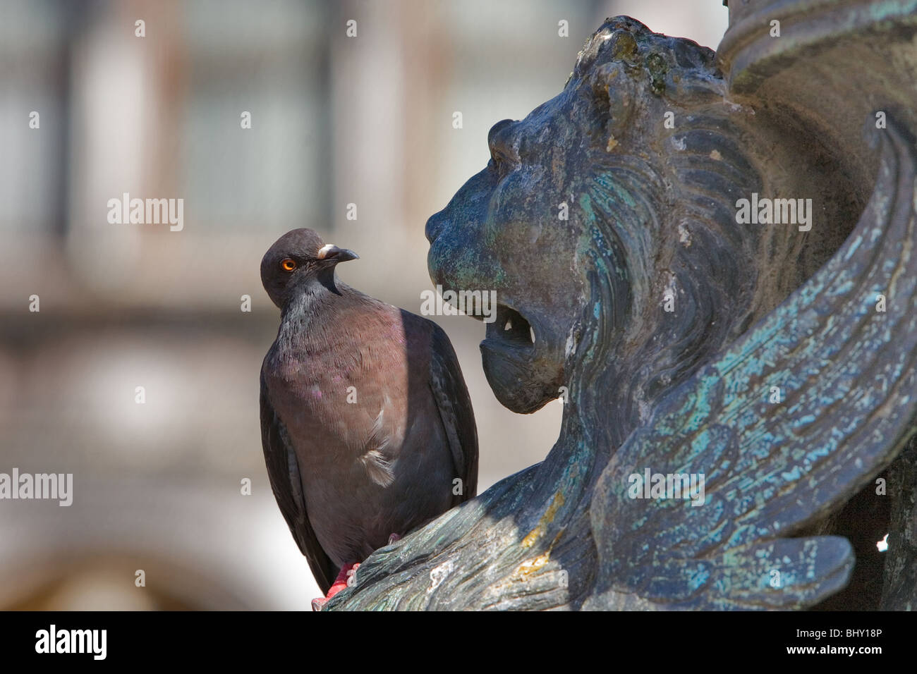 Dove on a statue hi-res stock photography and images - Alamy