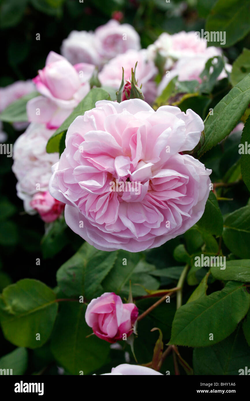Picturesque pink flowering shrub rose hi-res stock photography and ...