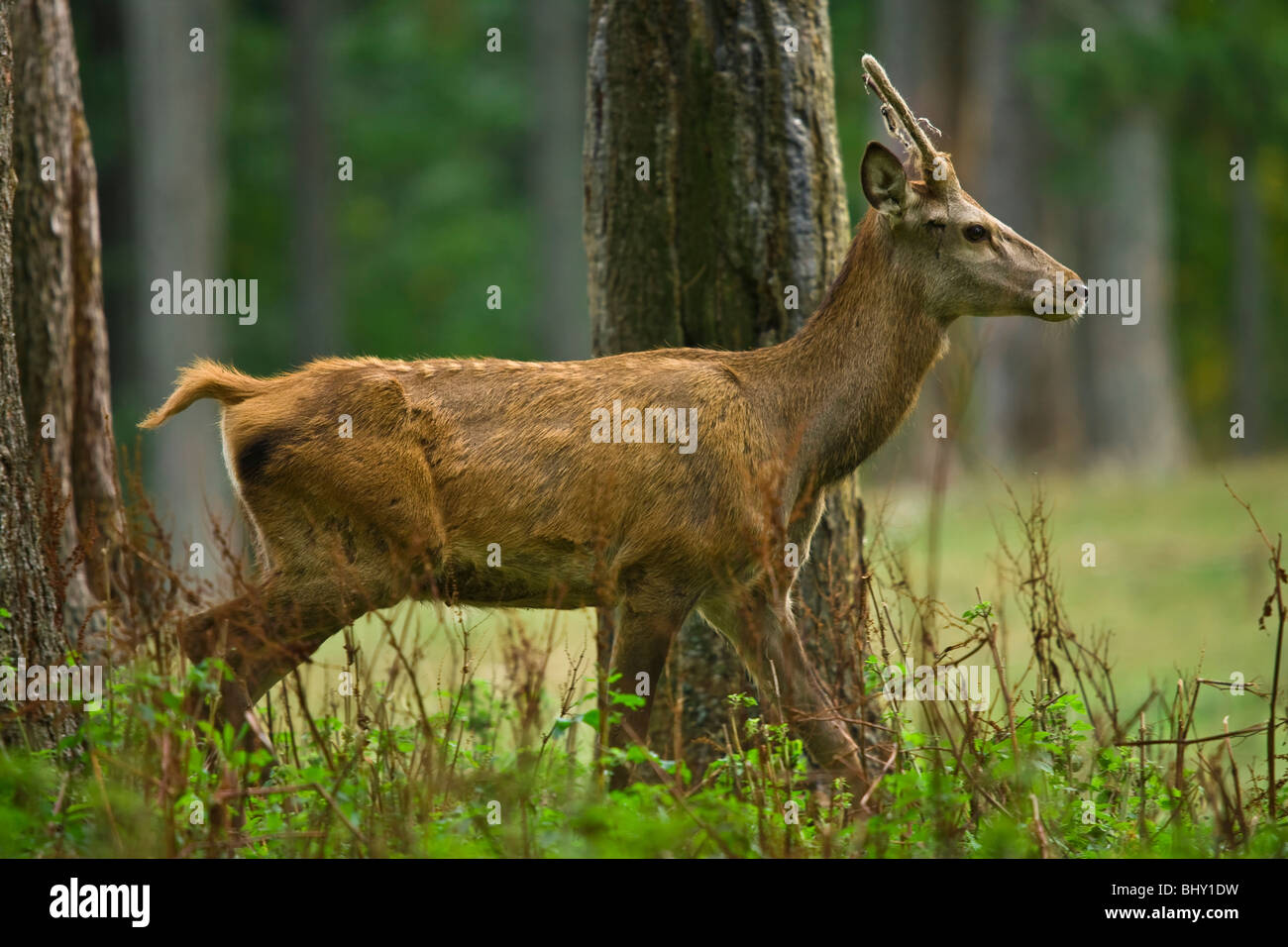 Doe animal hi-res stock photography and images - Alamy