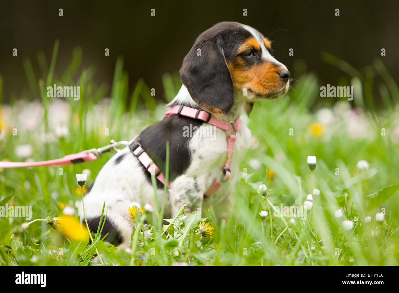 whelp on a meadow Stock Photo - Alamy