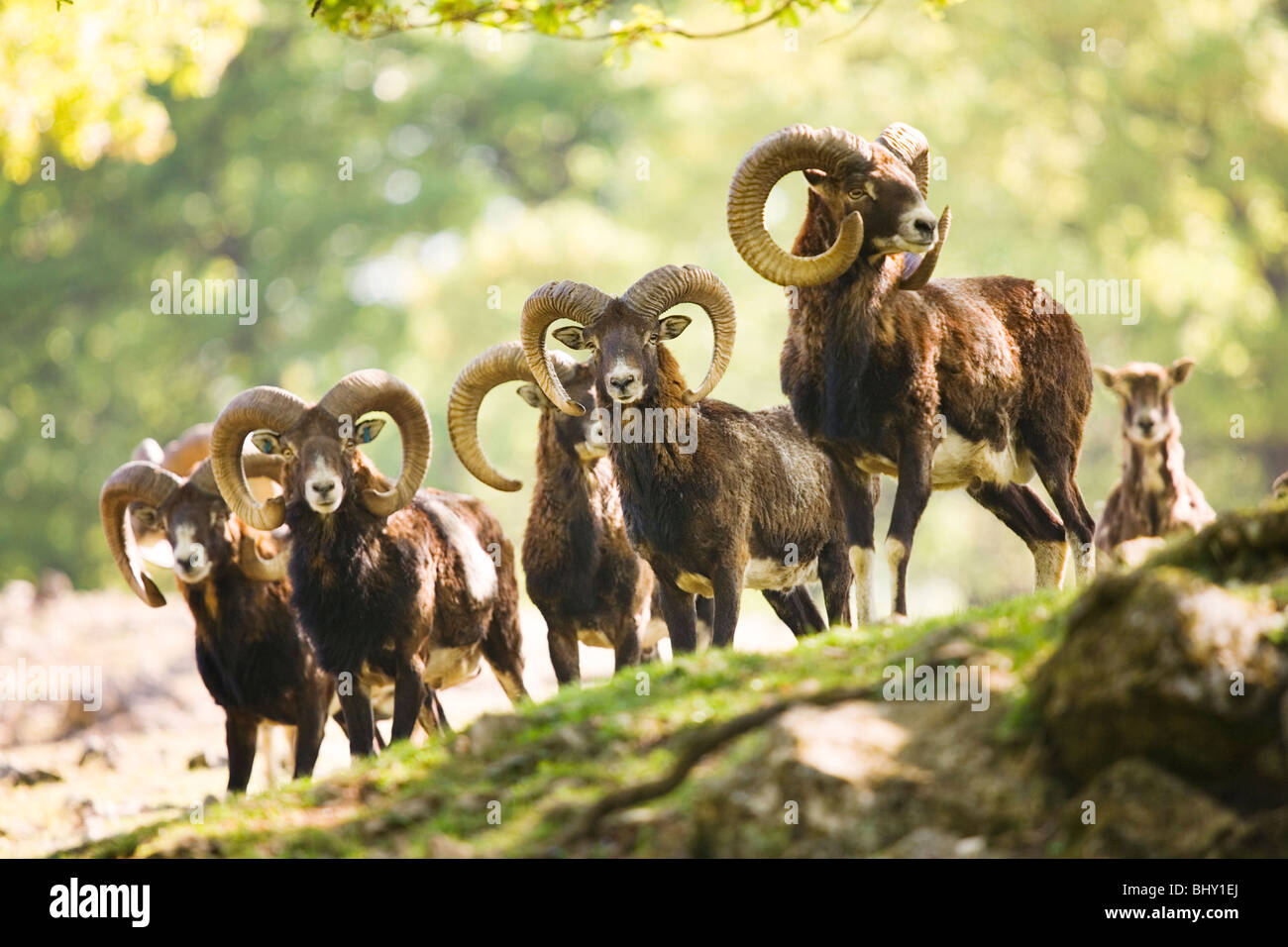 Ovis ammon hi-res stock photography and images - Alamy