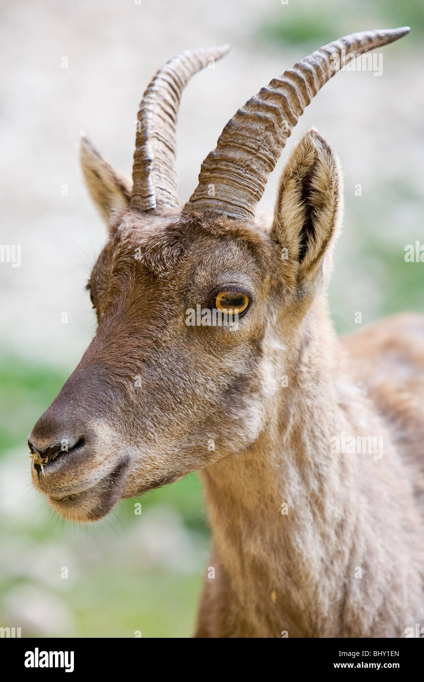 Capra horn hi-res stock photography and images - Alamy