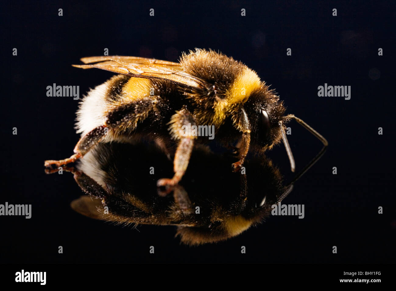 buff-tailed bumblebee (Bombus terrestris Stock Photo - Alamy