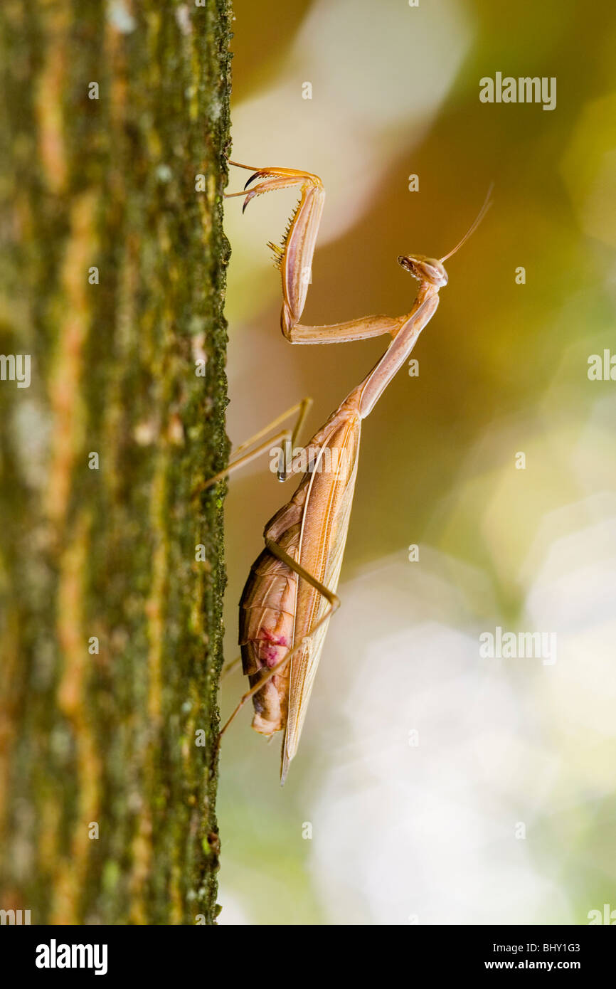Praying Mantis (Mantis religiosa Stock Photo - Alamy