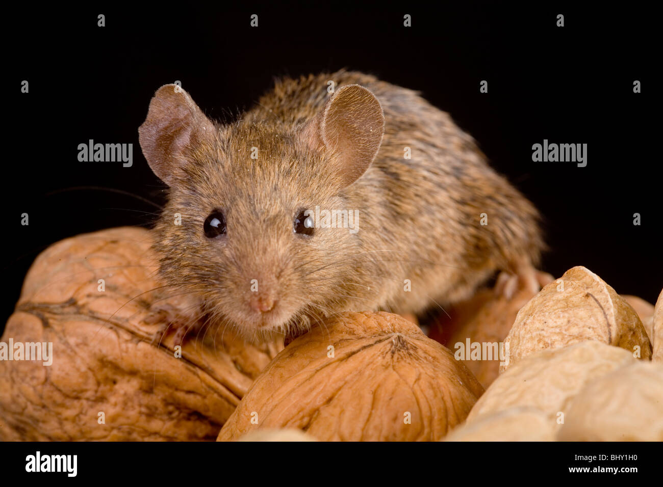 house mouse (mus musculus) with nuts Stock Photo - Alamy