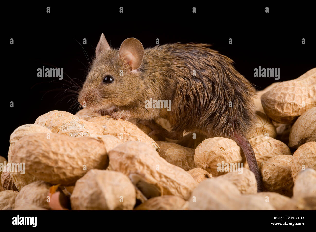 Mouse eating nuts hi-res stock photography and images - Alamy