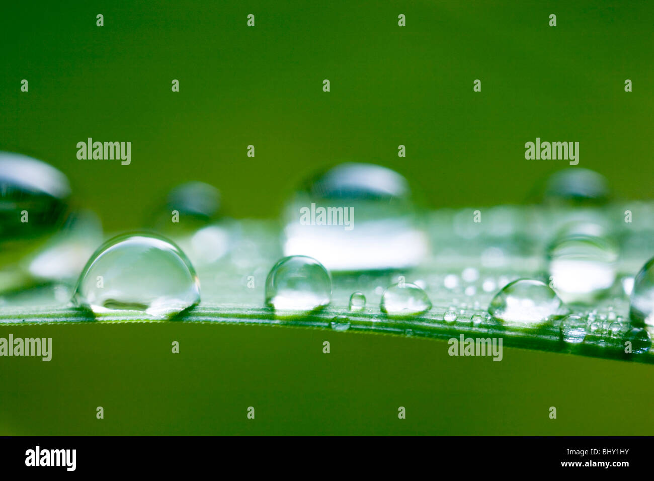 grass with waterdrops Stock Photo - Alamy