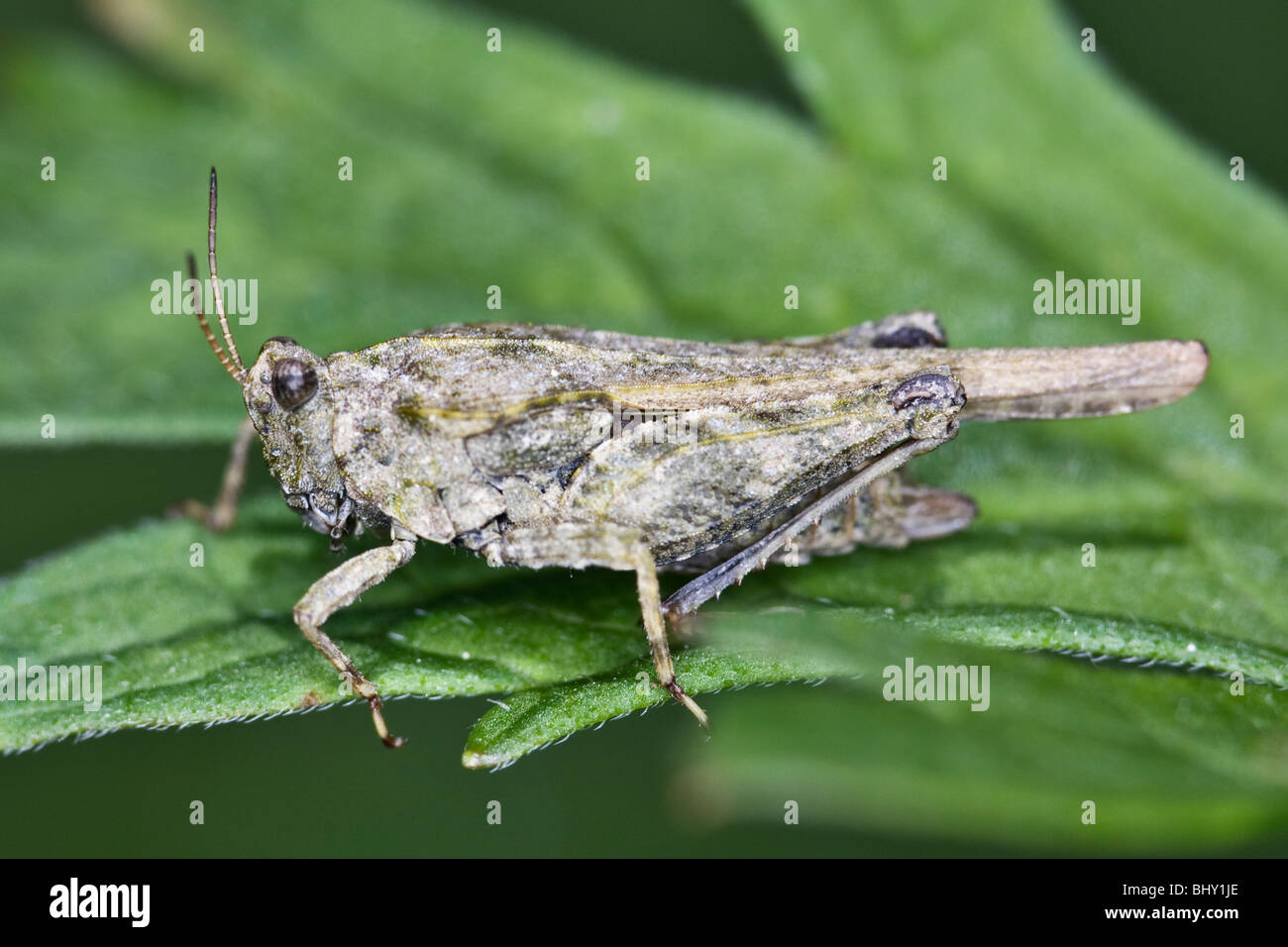 Slender Ground-hopper [Tetrix subulata] Stock Photo - Alamy