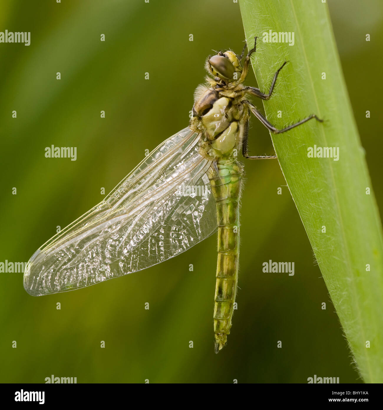 Four-spotted Chaser (Libellula quadrimaculata) comes out of its larva ...