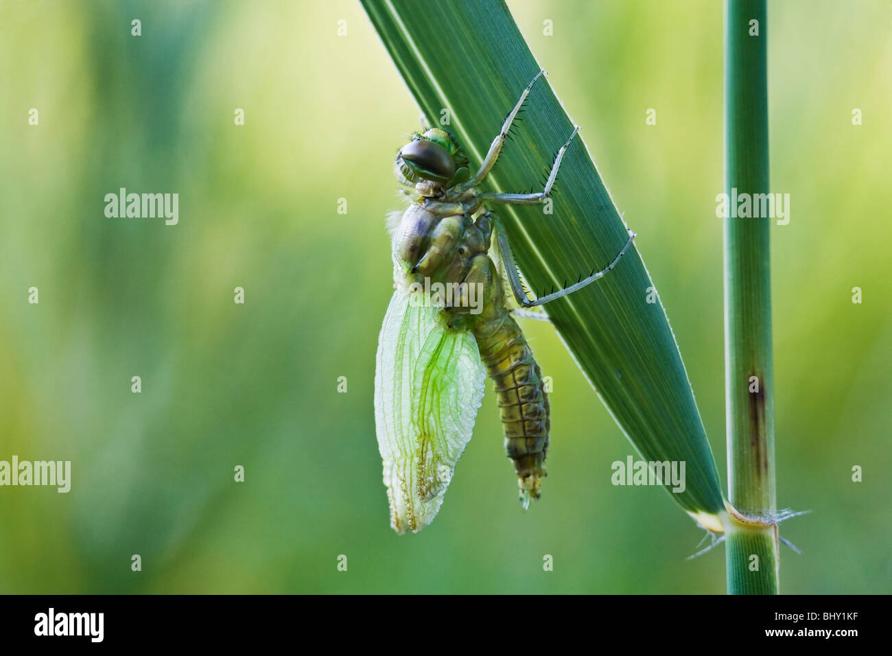 Four-spotted Chaser (Libellula quadrimaculata) comes out of its larva ...
