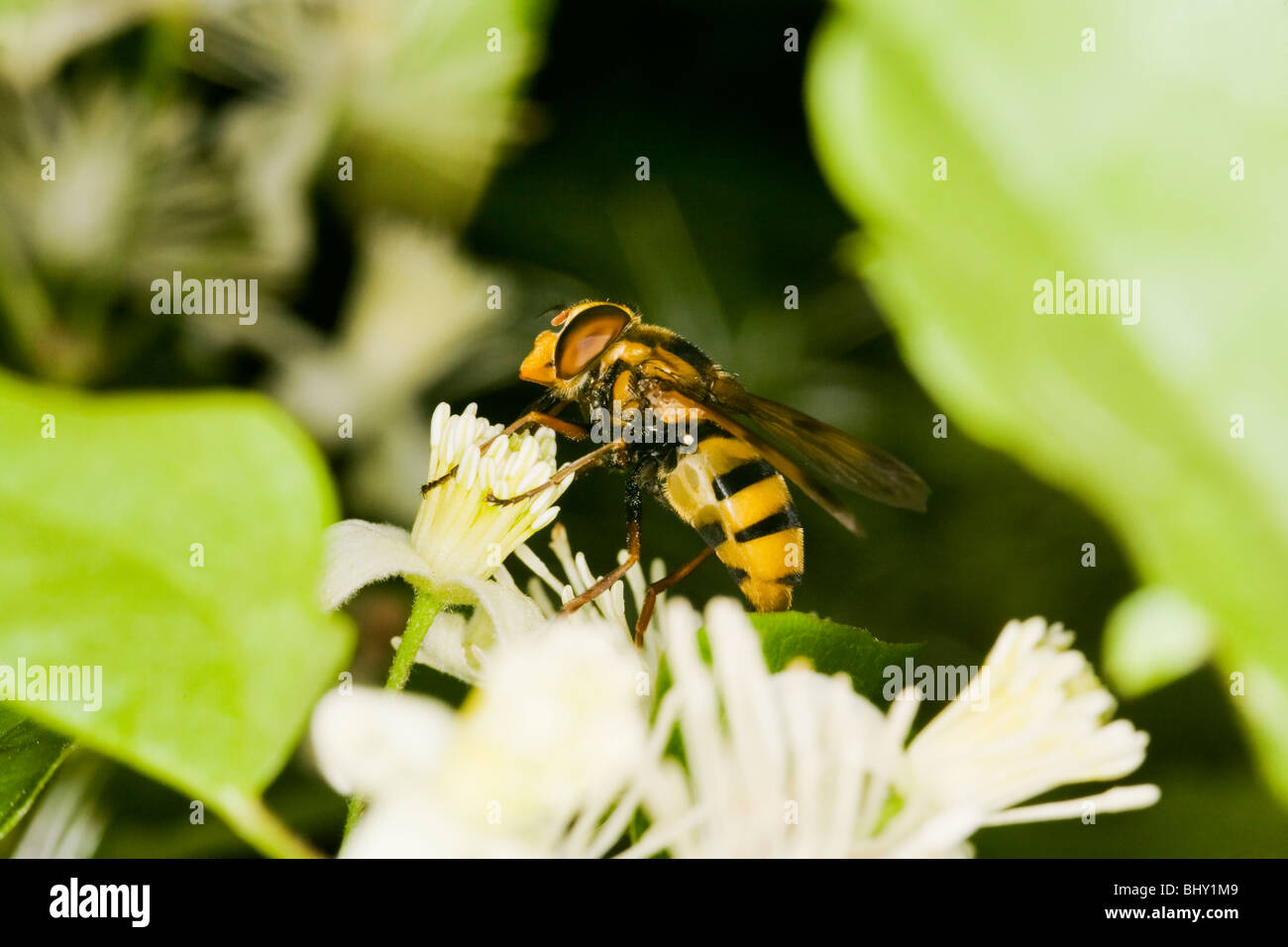 Hoverfly (Volucella inanis Stock Photo - Alamy