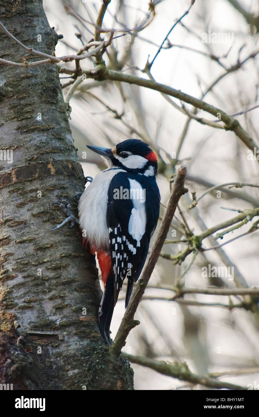 great spotted woodpecker (Dendrocopos major Stock Photo - Alamy