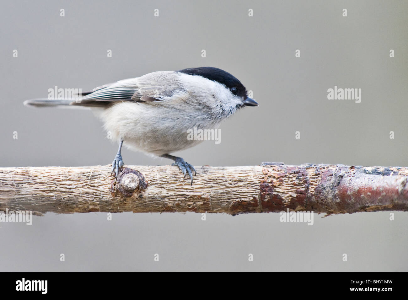 marsh tit (Parus palustris Stock Photo - Alamy
