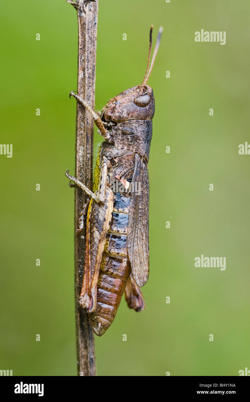 Rufous grasshopper (Gomphocerippus rufus Stock Photo - Alamy
