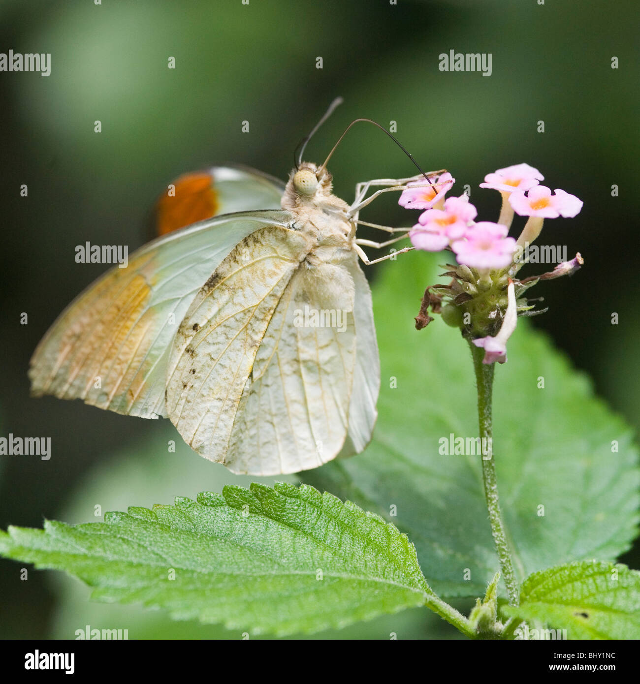 Hebomoia glaucippe butterfly hi-res stock photography and images - Alamy