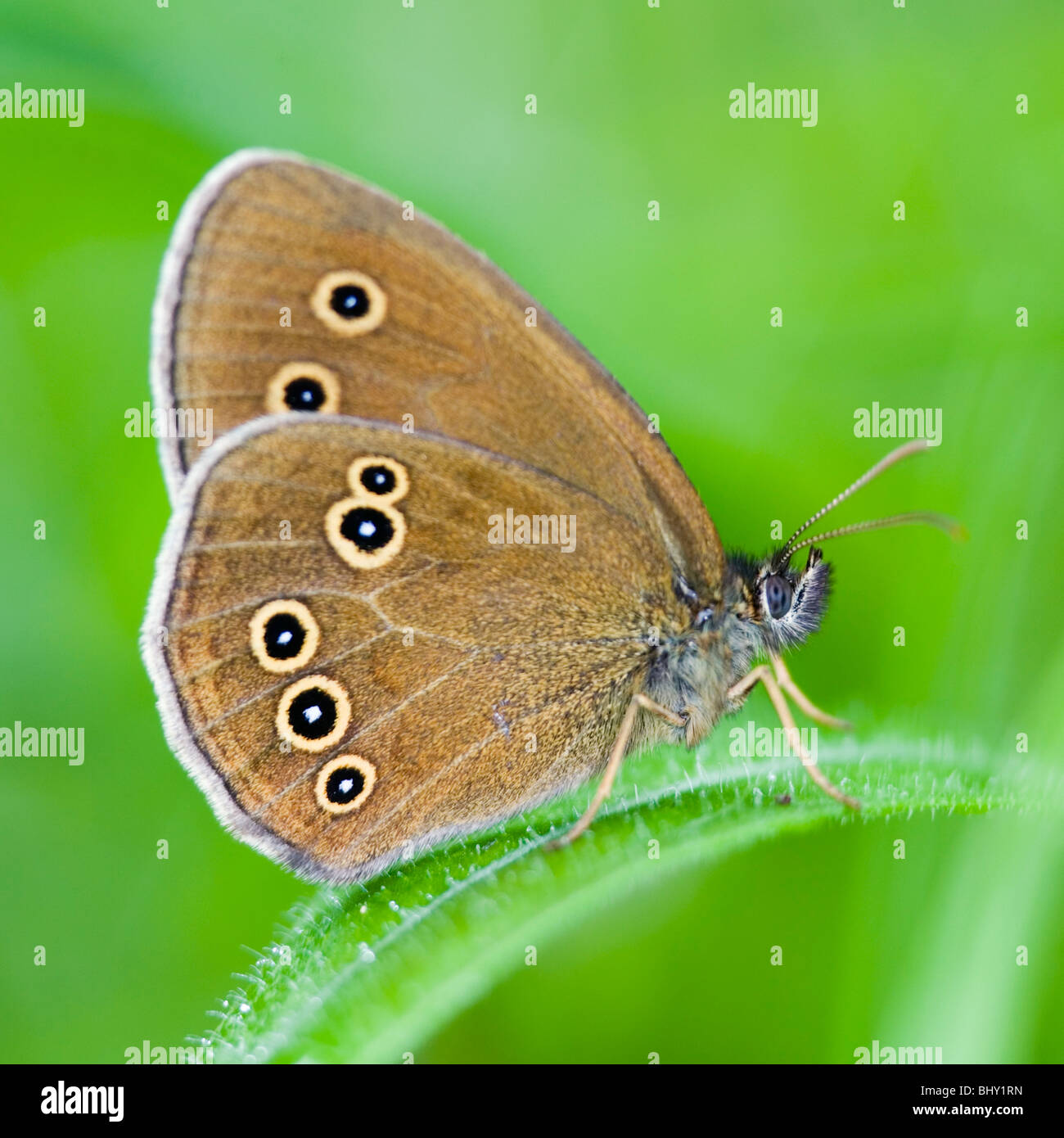 Ringlet (Aphantopus hyperantus Stock Photo - Alamy