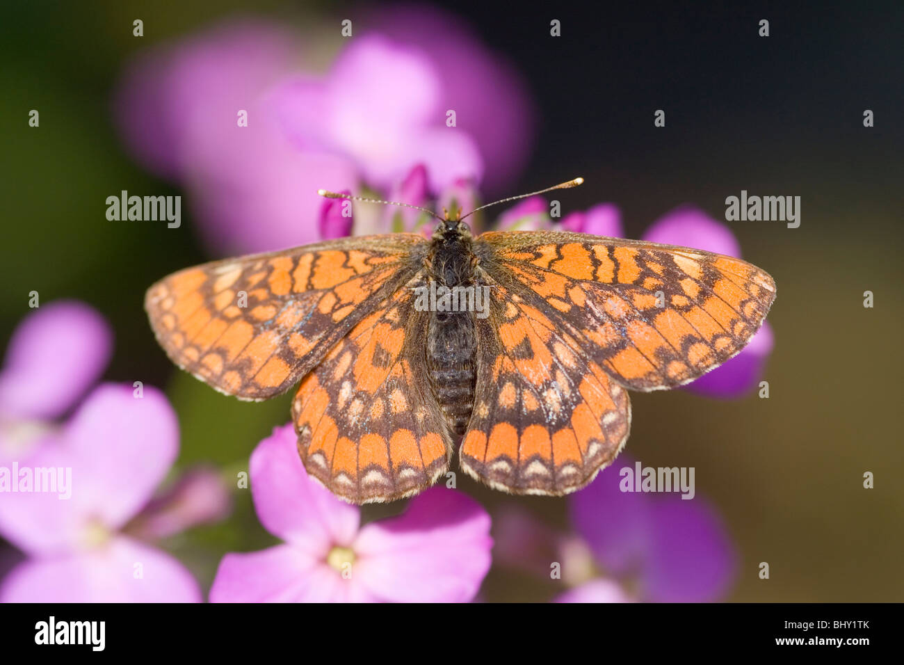 Scarce Fritillary (Euphydryas maturna Stock Photo - Alamy