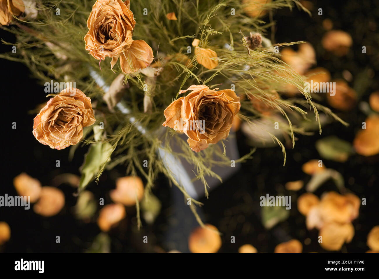 withered roses bunch Stock Photo - Alamy
