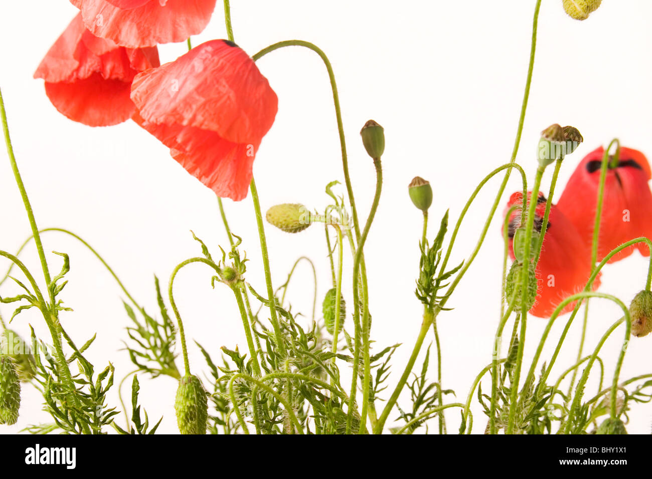 Common poppy hi-res stock photography and images - Alamy