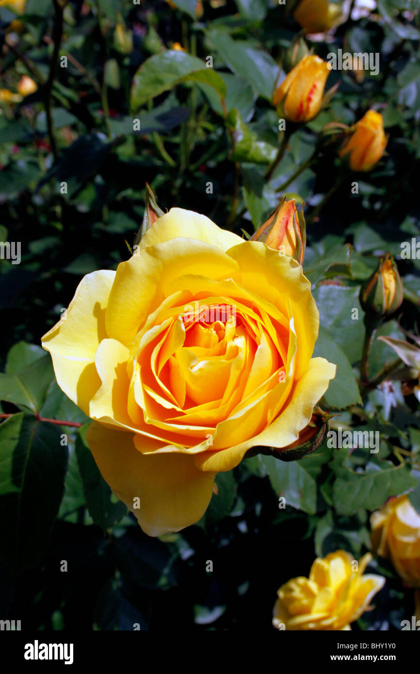 Rosa Graham Thomas Stock Photos & Rosa Graham Thomas Stock Images - Alamy