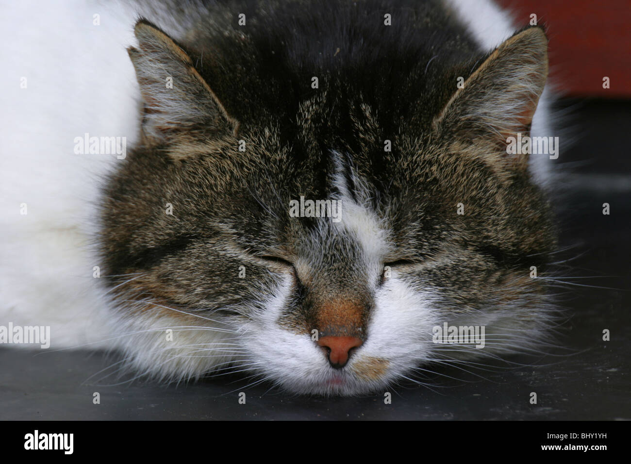 Cats sleeping portrait hi-res stock photography and images - Alamy
