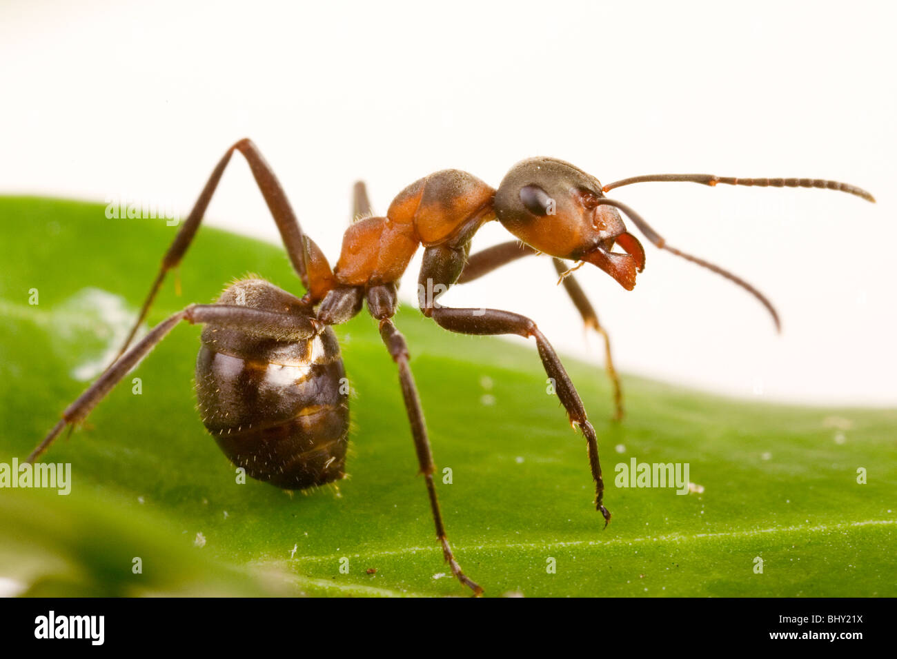 wood ant (Formica rufa Stock Photo - Alamy