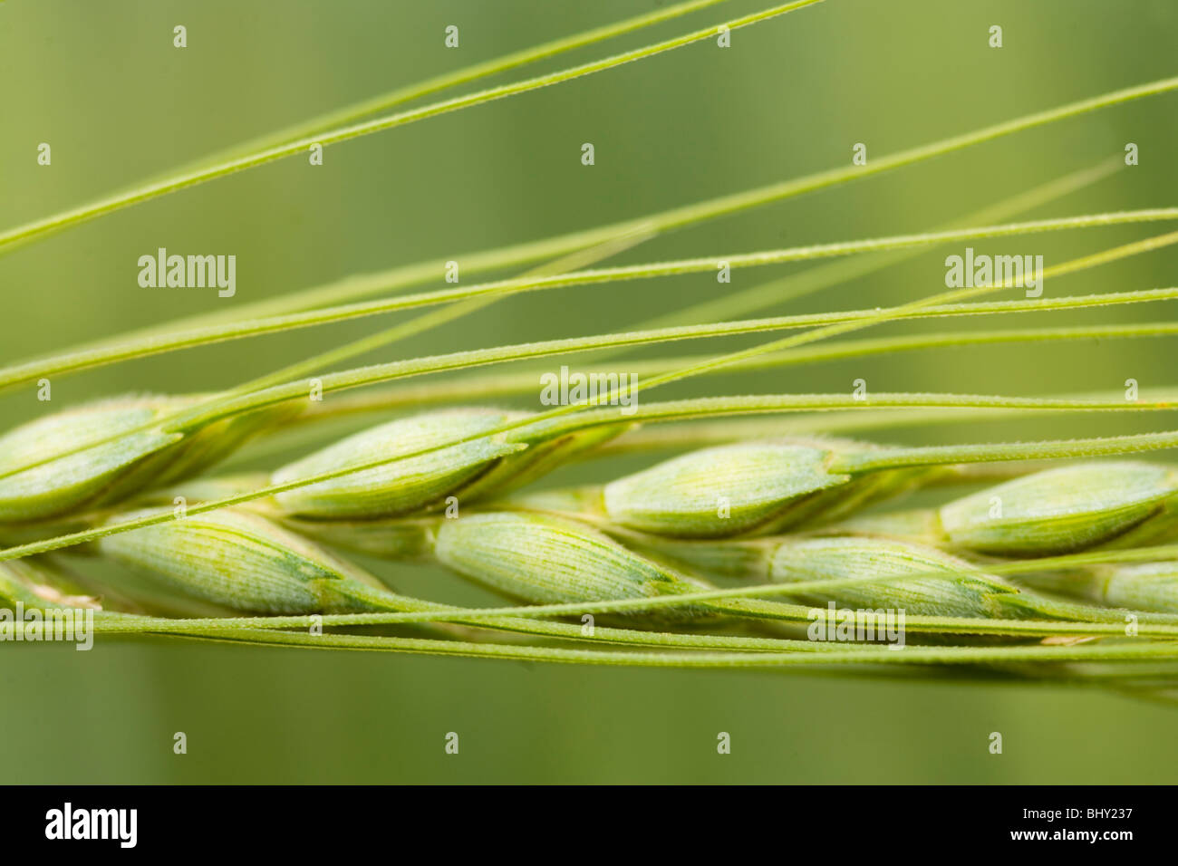 Dinkel fields hi-res stock photography and images - Alamy