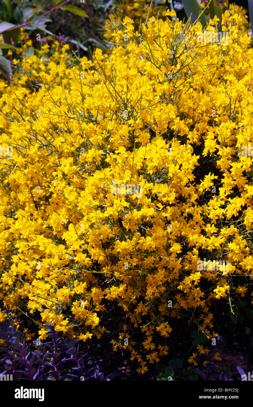 GENISTA LYDIA. BROOM Stock Photo - Alamy