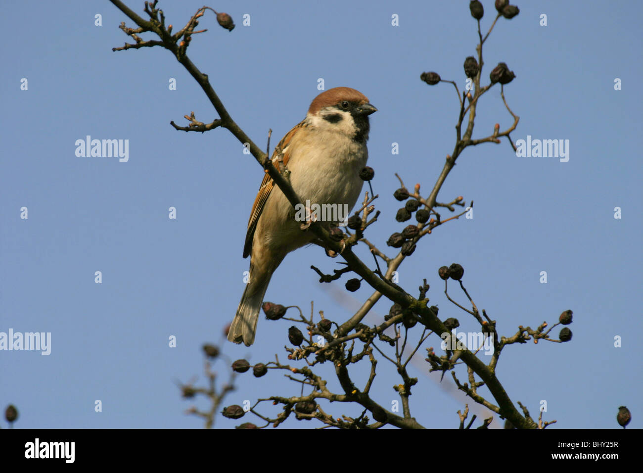Crotch hi-res stock photography and images - Alamy