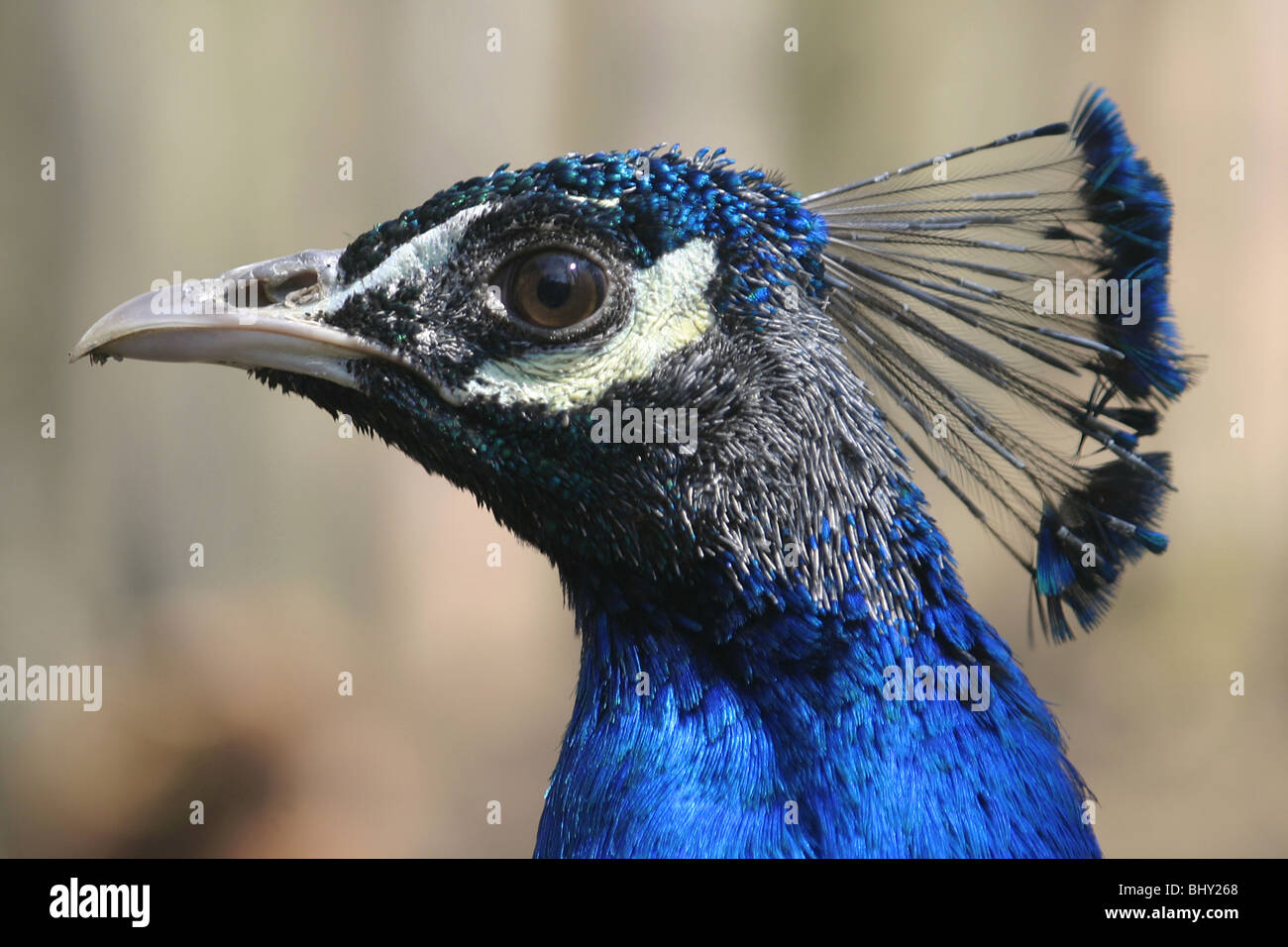 Peachick hi-res stock photography and images - Alamy