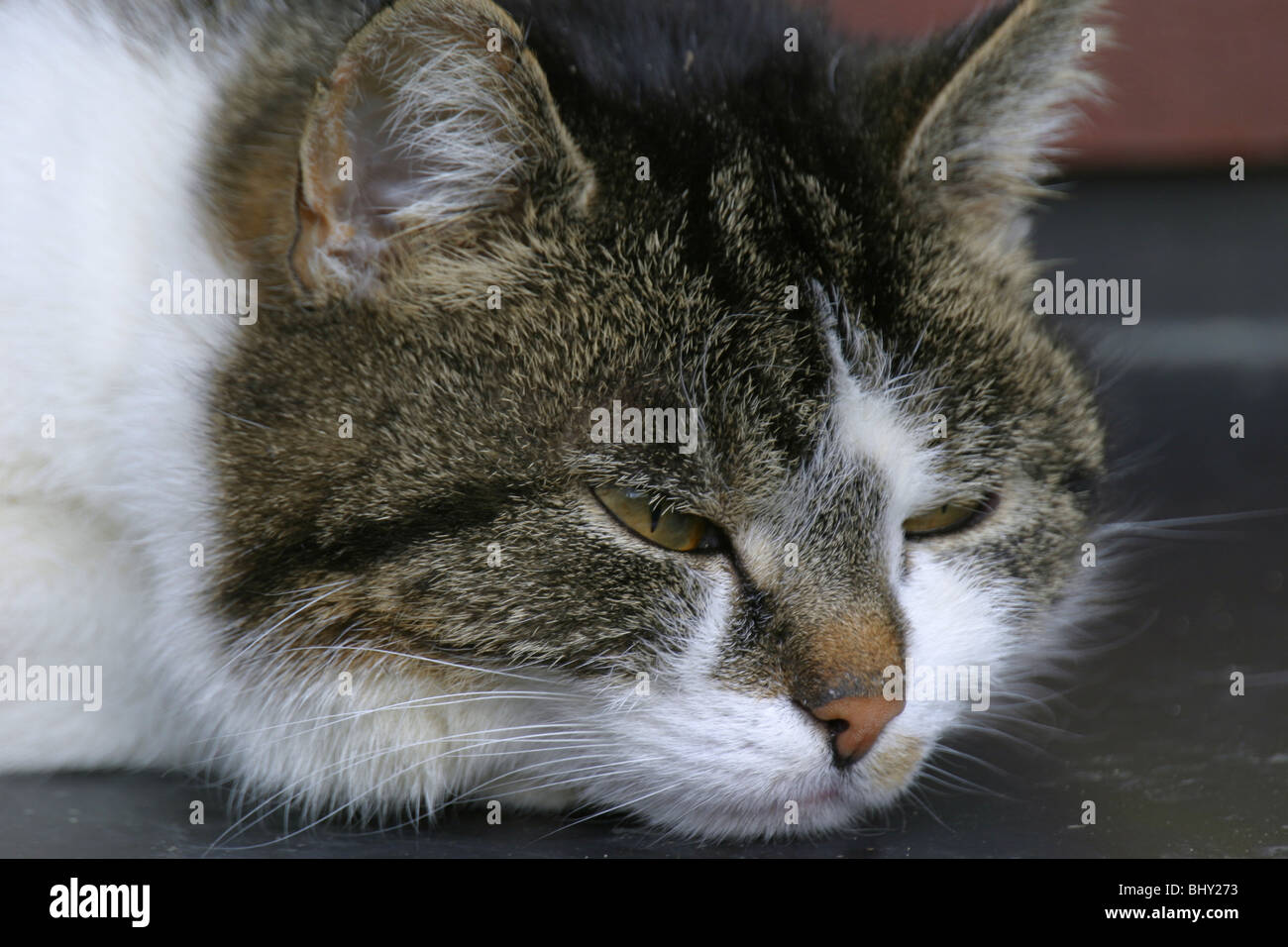 Cats sleeping portrait hi-res stock photography and images - Alamy