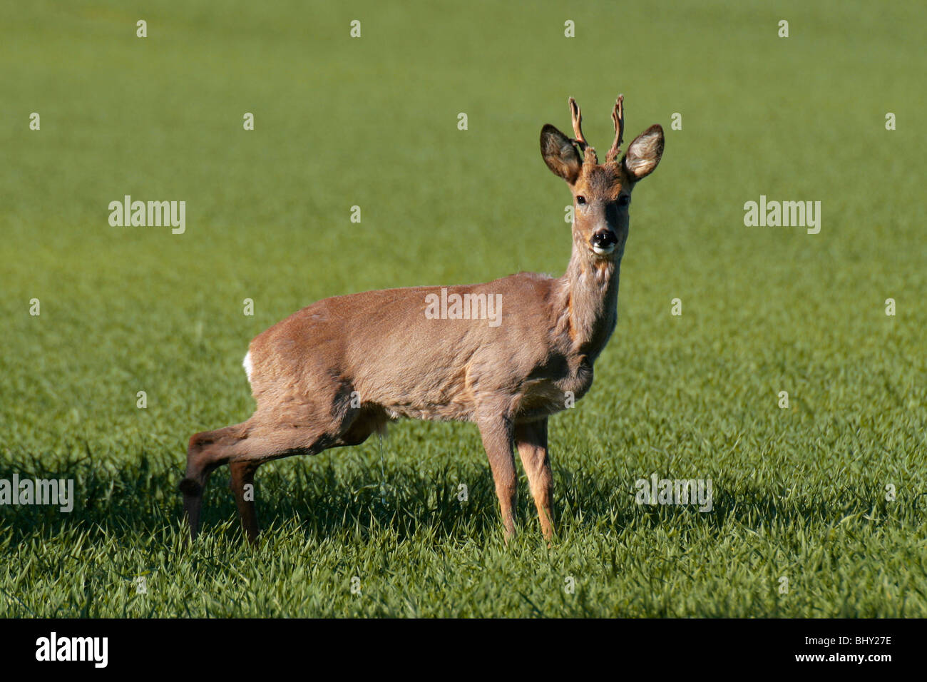 roe buck on a grain field Stock Photo - Alamy
