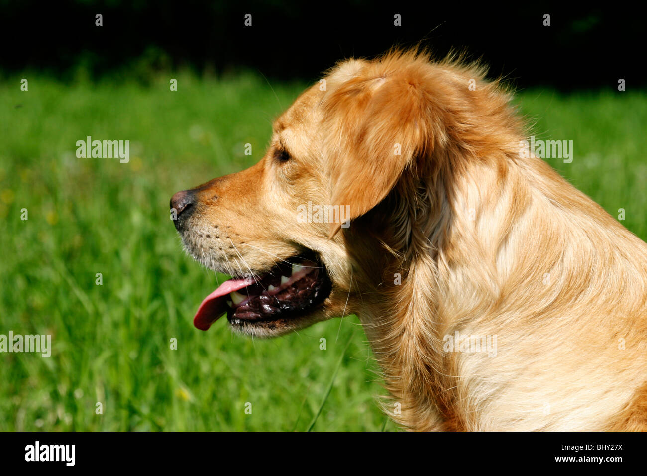 Golden retriever portraits hi-res stock photography and images - Alamy