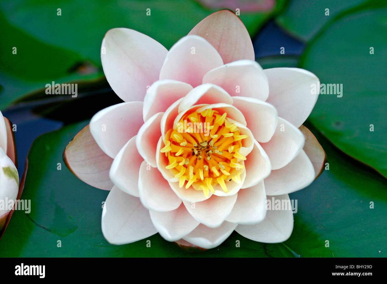 Rose aquatic plants hi-res stock photography and images - Alamy