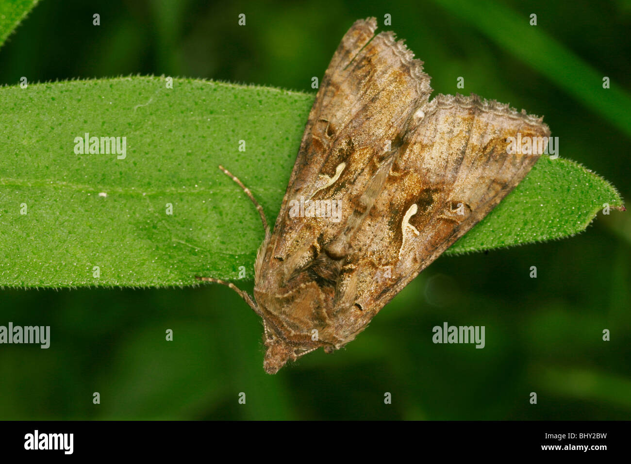 Autographa hi-res stock photography and images - Alamy