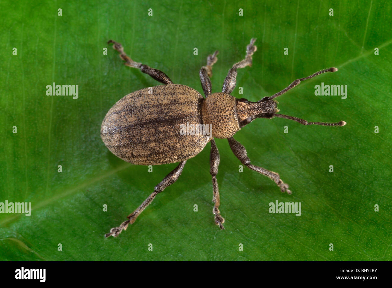 Nut leaf weevils hi-res stock photography and images - Alamy