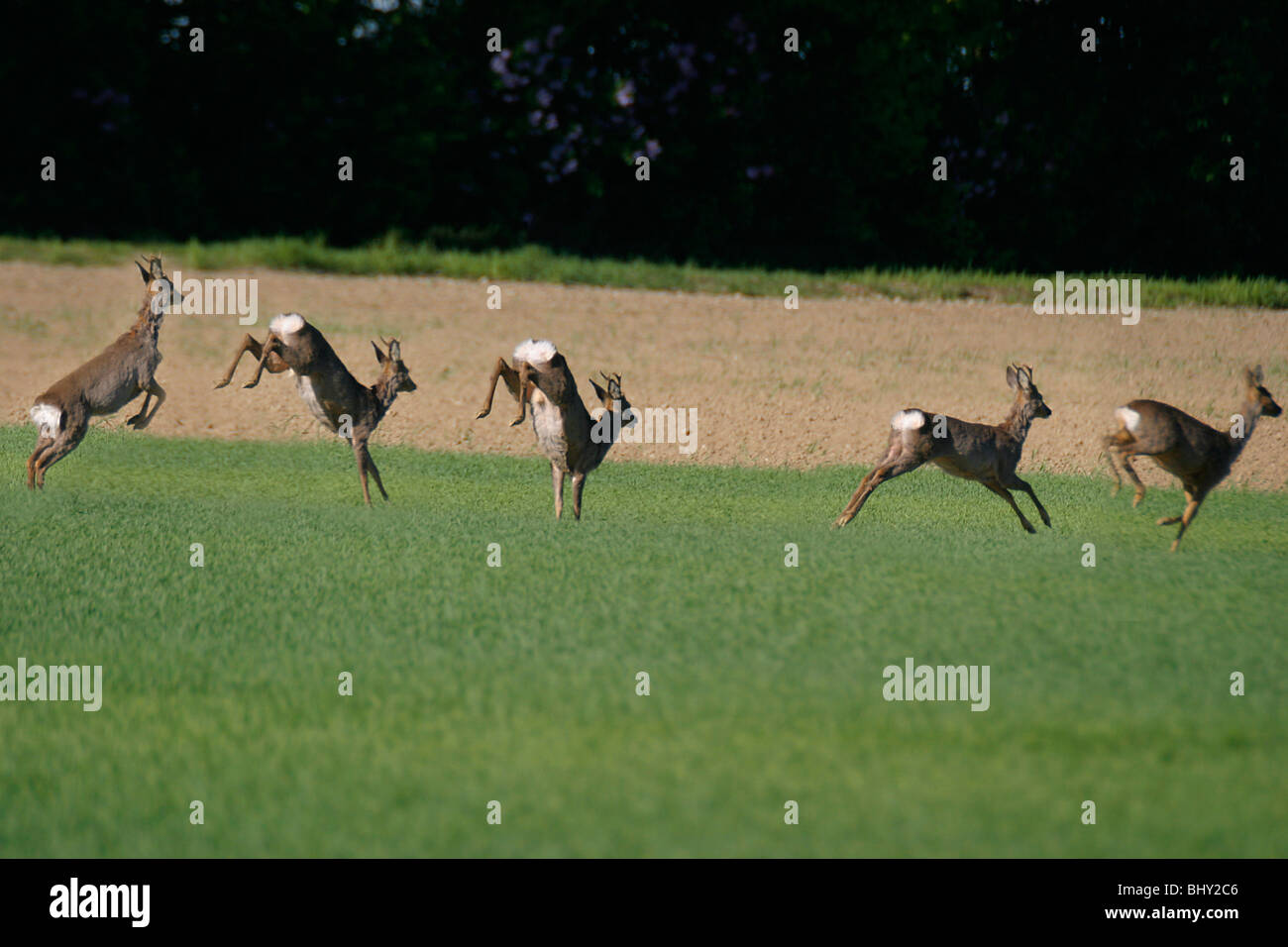 Escape animals hi-res stock photography and images - Alamy
