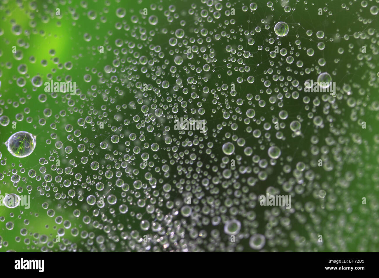 Tomorrow rope on a spider net Stock Photo - Alamy